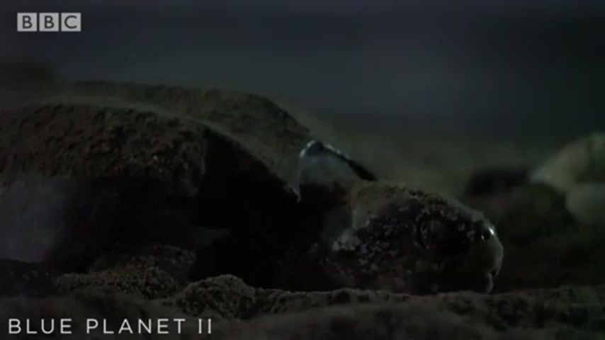 Attenborough lies side by side with huge turtle in iconic encounter