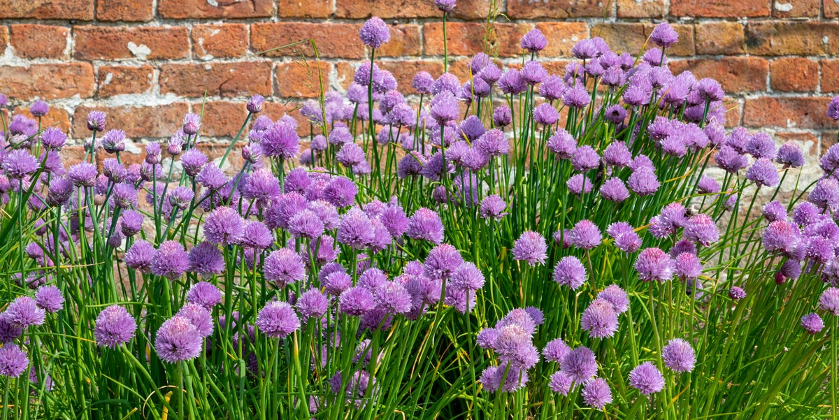 Purple is set to be the biggest garden colour trend of 2026 — 9 easy ...