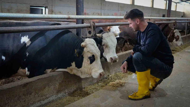 Ankaralı besici kurbanlık hayvanlarına saz çalıp, türkü söylüyor