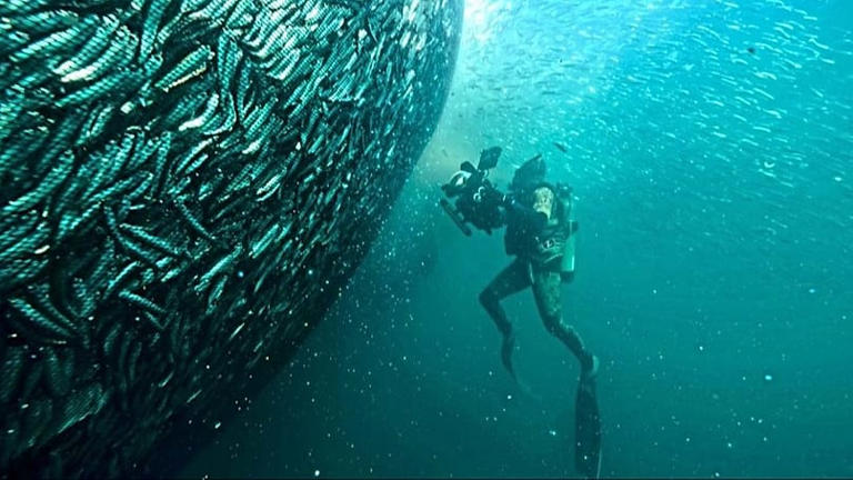 A century of change: Planet Earth through David Attenborough’s eyes as ...