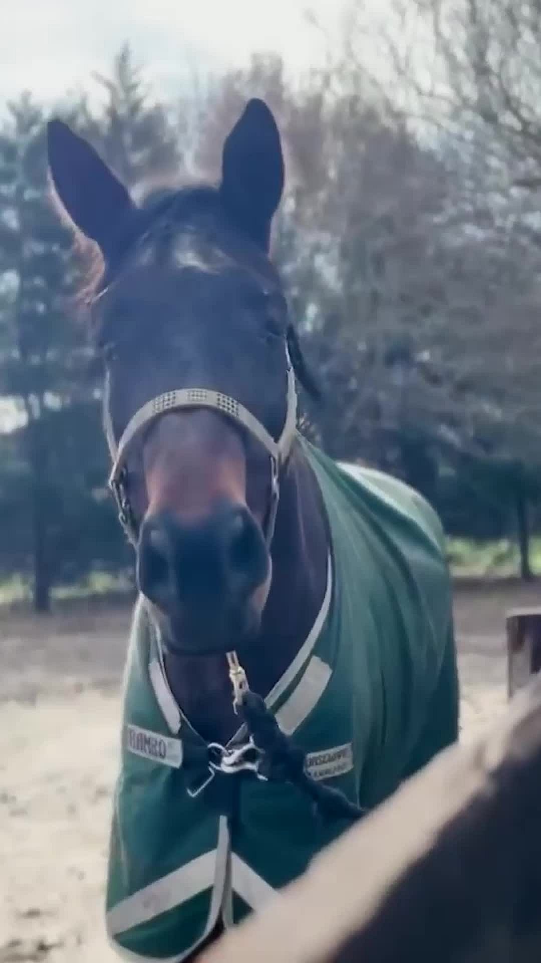 Giving this horse the hoof care it really needed