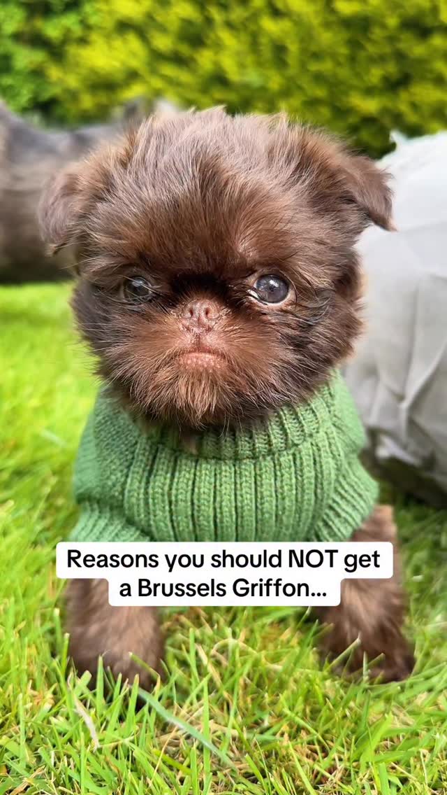 Why you should not get a Brussels Griffon: funny truth
