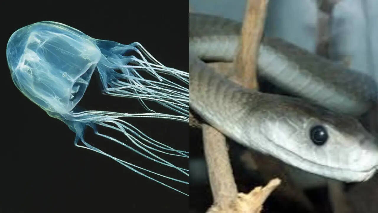 Animals and insects that are as venomous as the inland taipan