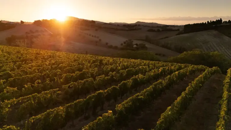 Sulle colline di Ancona due fratelli producono uno dei migliori rosati ...