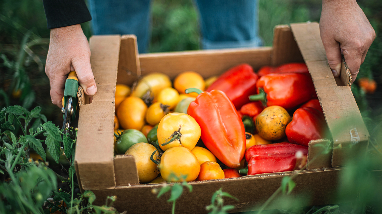 Tired of bland tomatoes? 5 varieties to grow if you love flavor