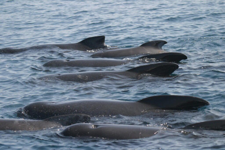 Whales forced to shout louder to be heard over noise pollution from ships