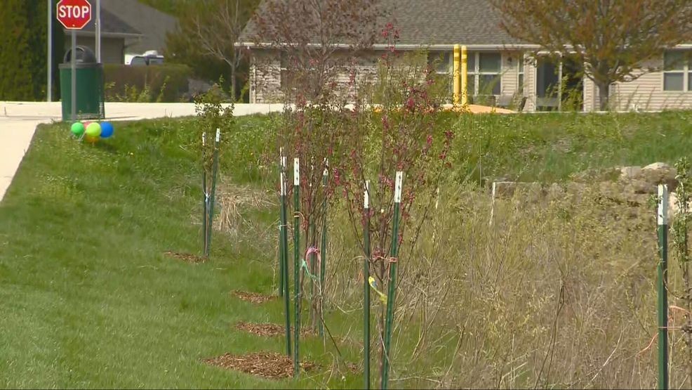 50 volunteers plant 50 crab apple trees along Apple Creek Trail in Appleton