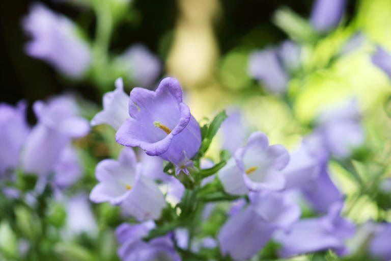 Purple is set to be the biggest garden colour trend of 2026 — 9 easy ...