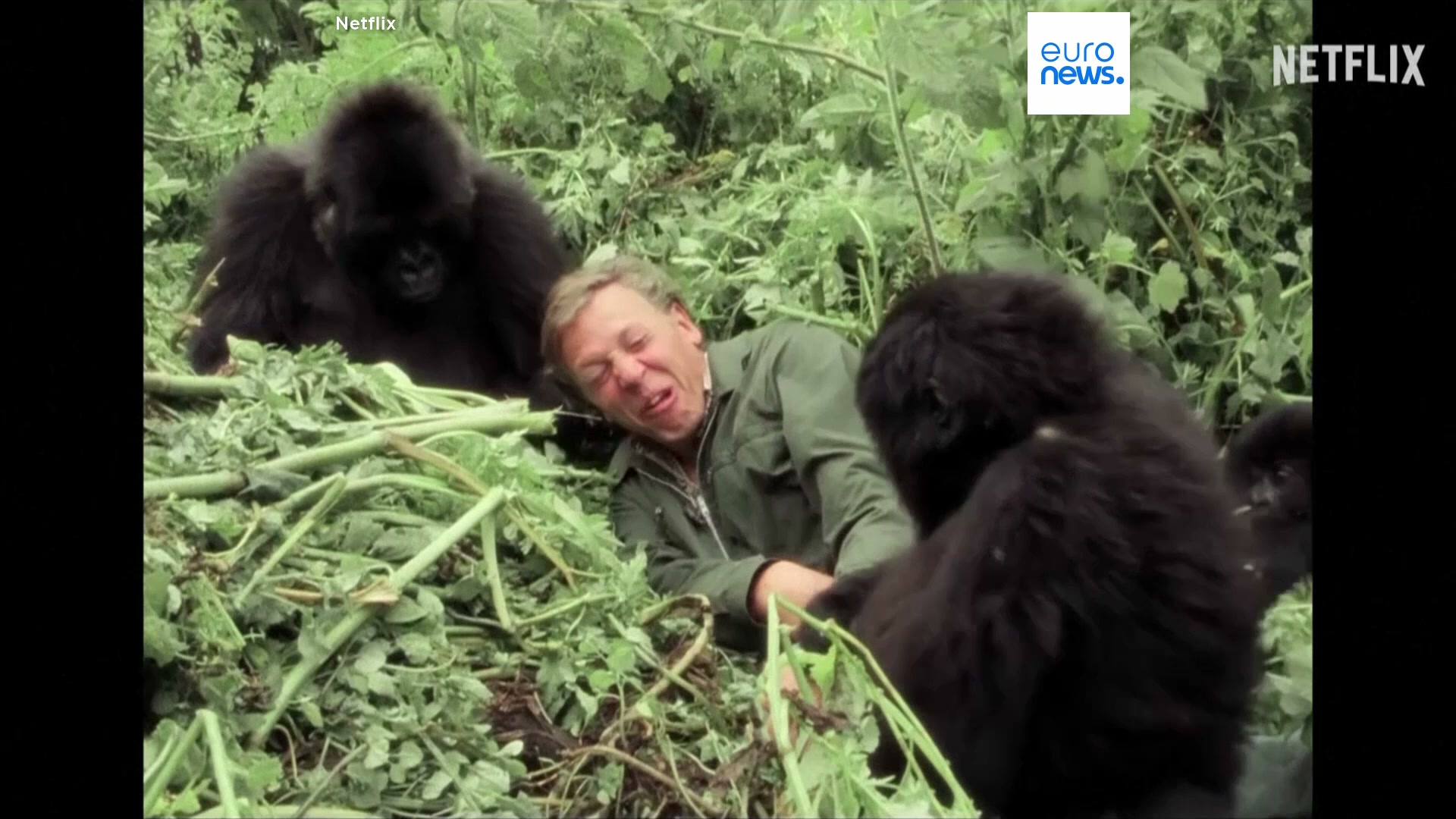 A century of change: Planet Earth through David Attenborough’s eyes as ...
