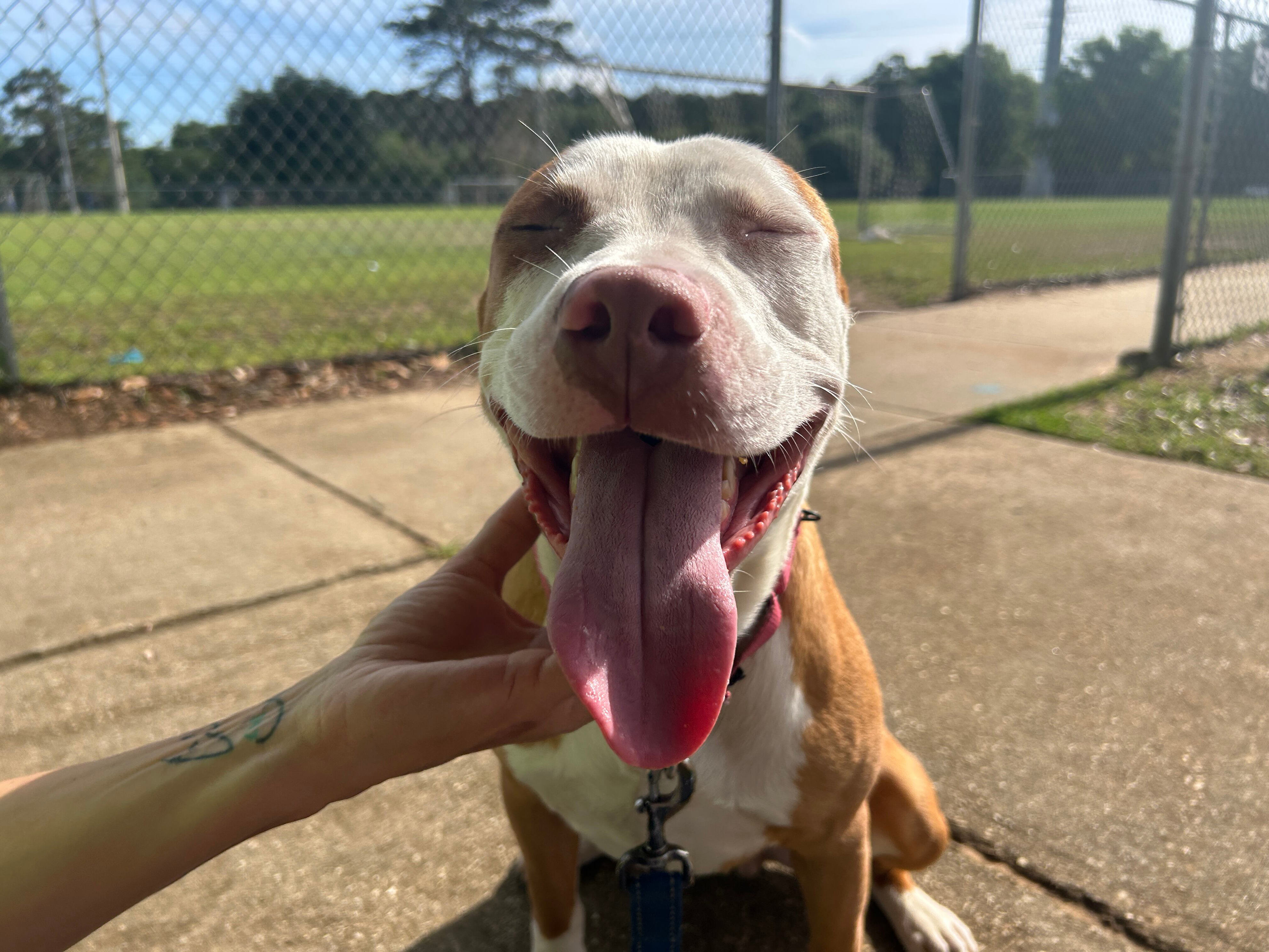Furry Friday: These pups in search of dog moms (and dads) this Mother’s ...
