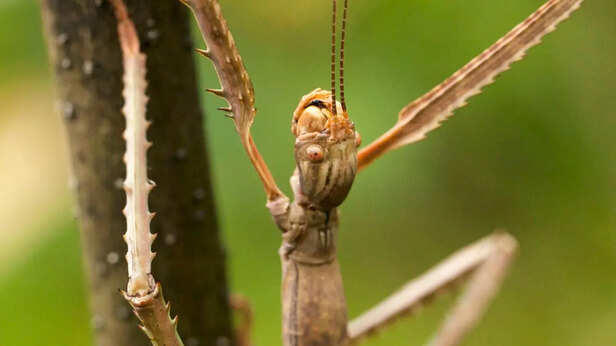 The animal that can "disappear" in front of you, science says