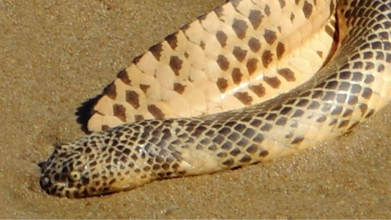 Animals and insects that are as venomous as the inland taipan