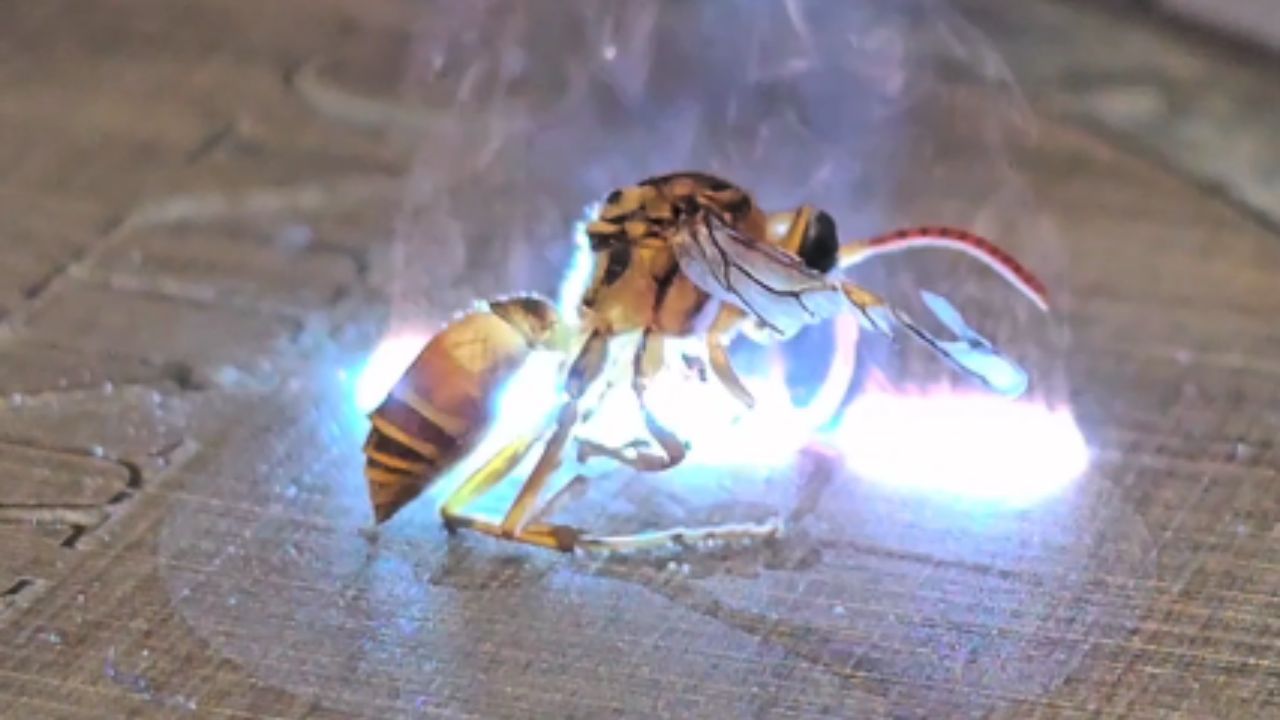 Dead bee turns to ashes after continuous laser targeting