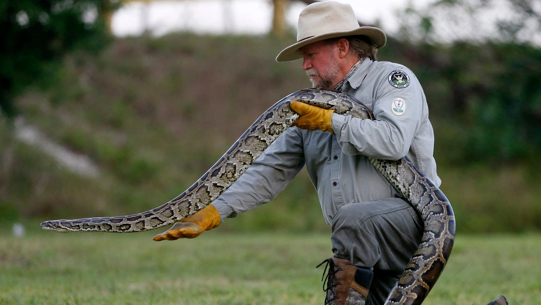 Florida scientists use tagged mammals to track invasive pythons