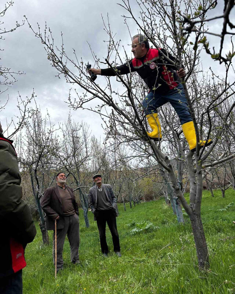 Otlukbeli’nde üreticilere meyve ağaçlarında budama eğitimi