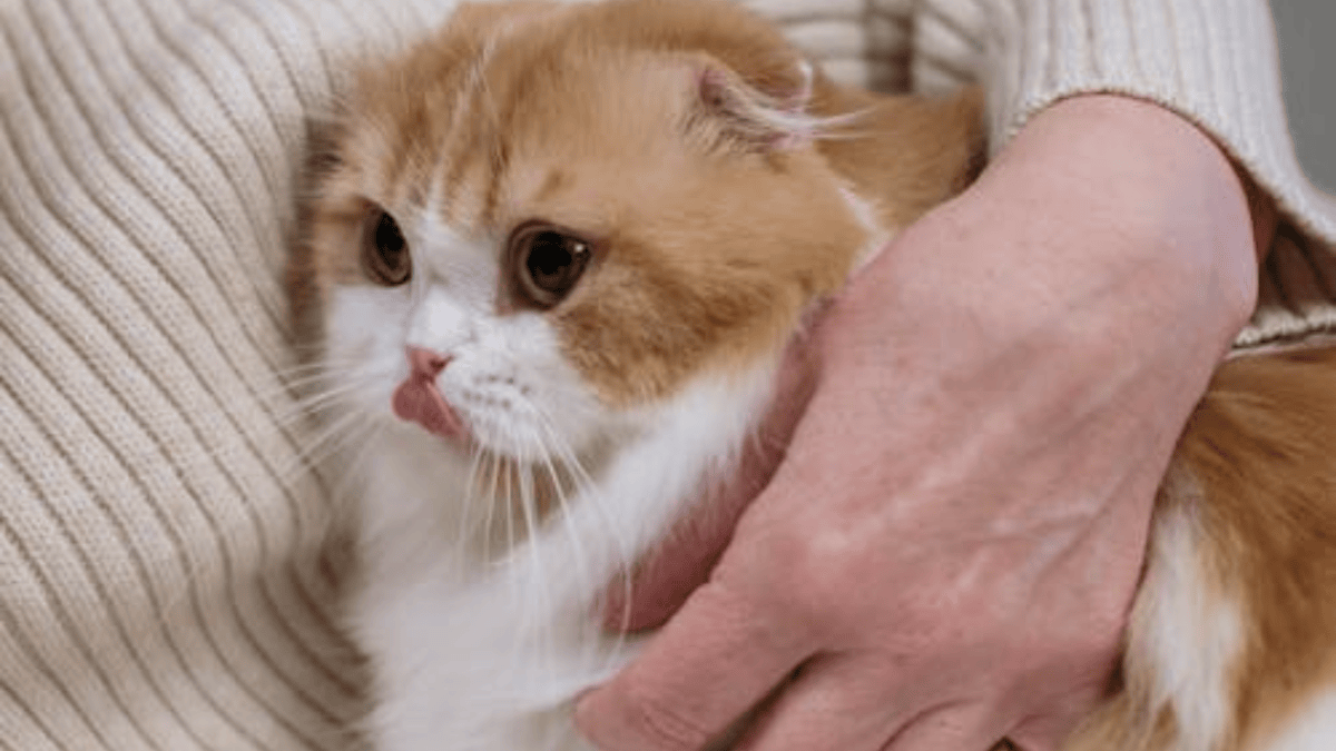 When a cat knows it's going to die soon, it leaves these 7 messages for ...