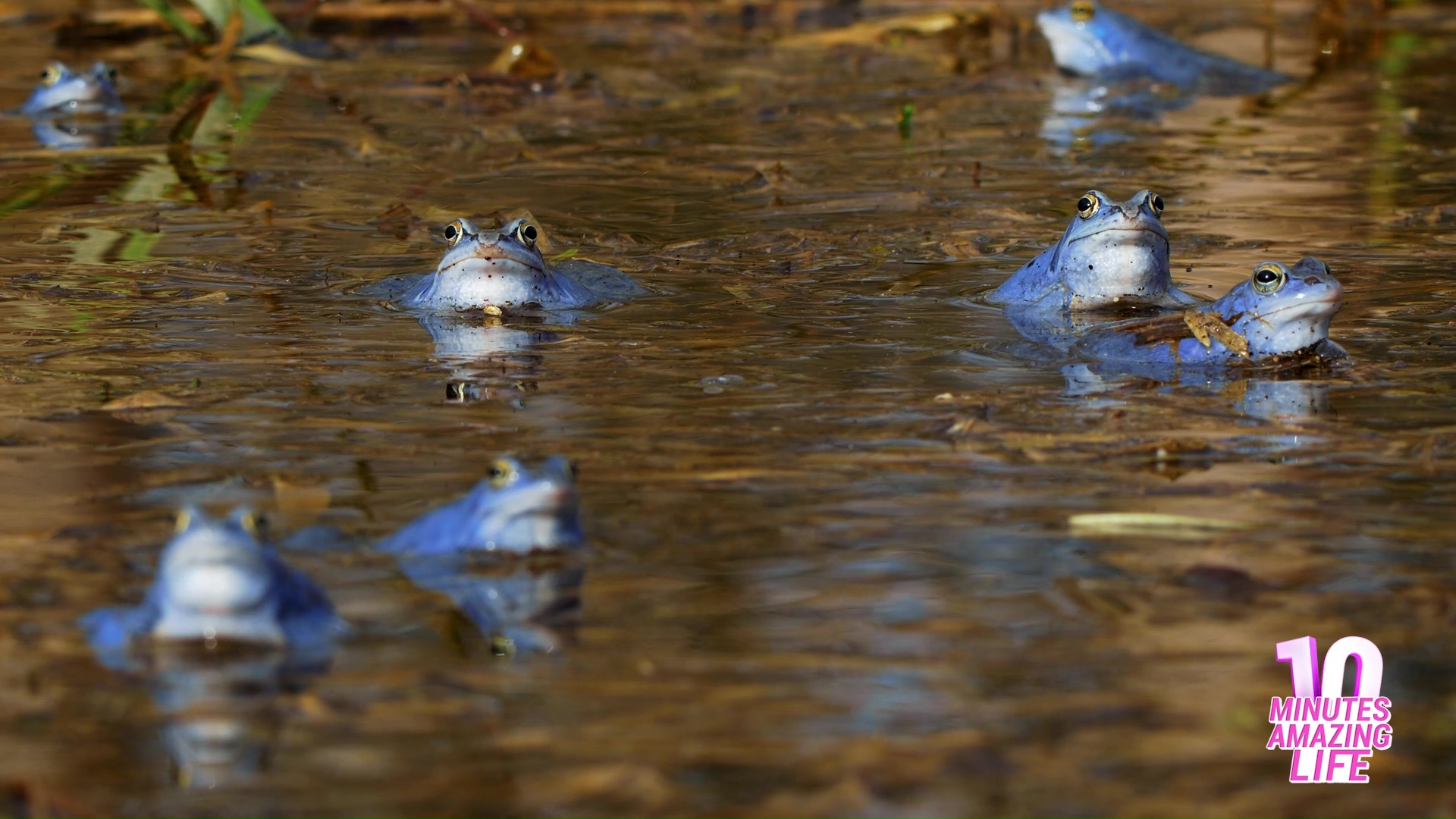Rare blue moor frogs gathering during breeding season