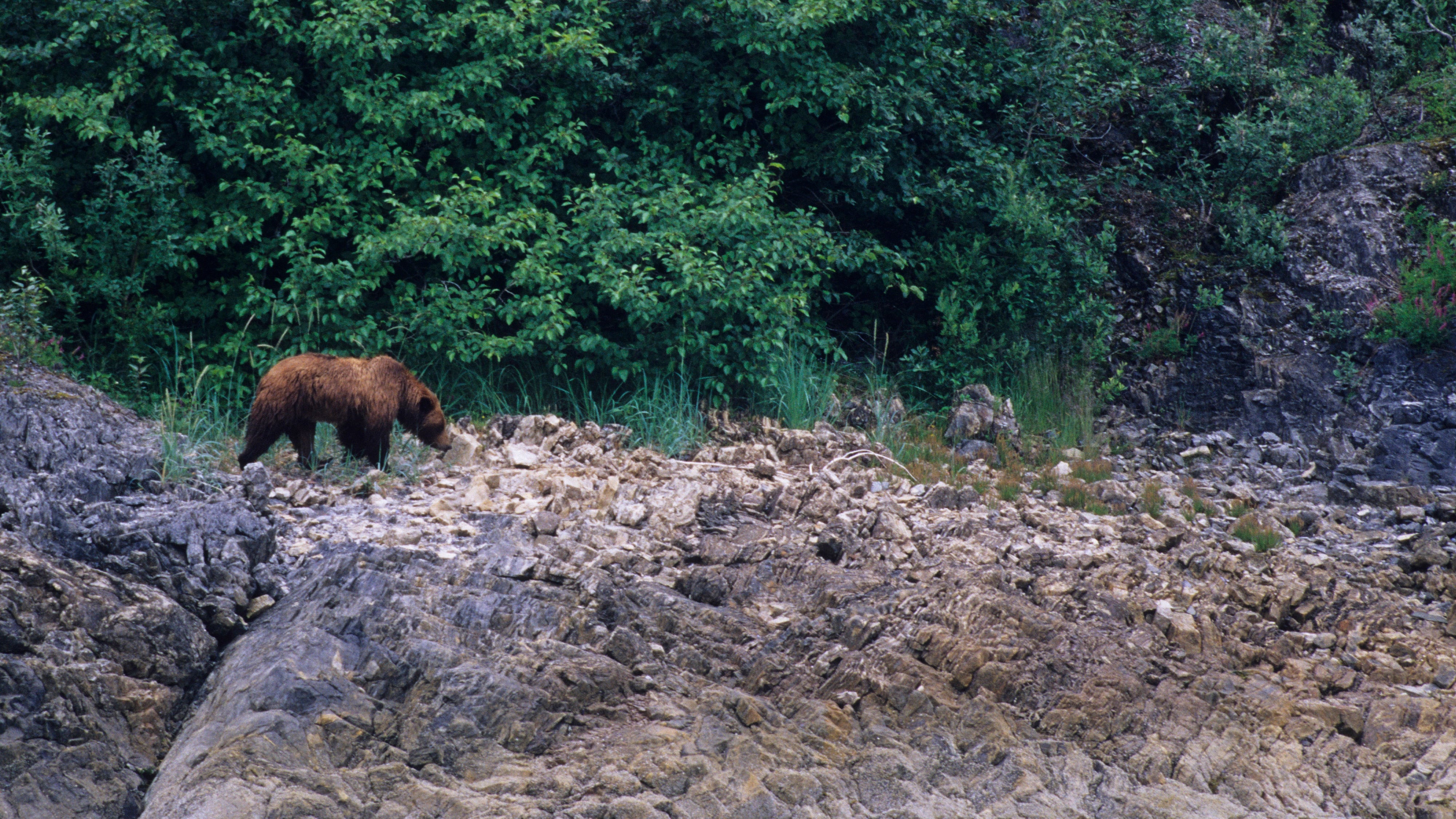 Hiker killed in suspected bear attack in national park