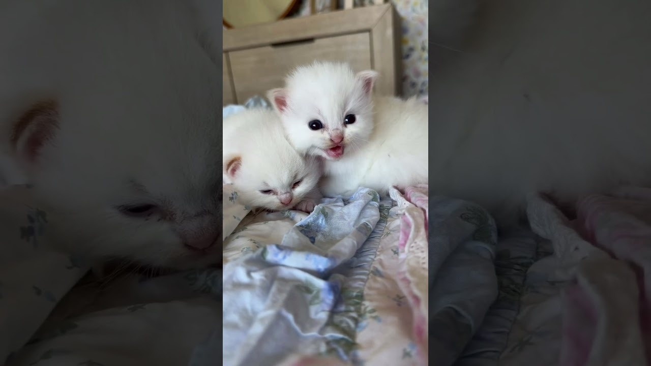 The fun difference in meows