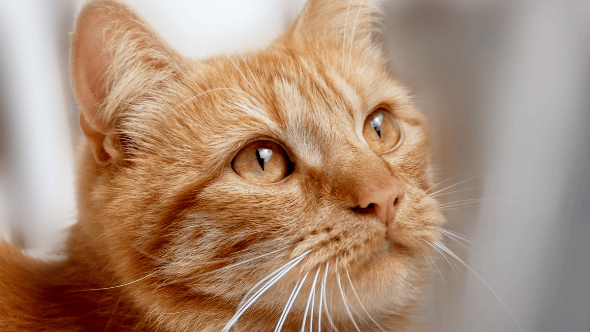 When a cat knows it's going to die soon, it leaves these 7 messages for ...