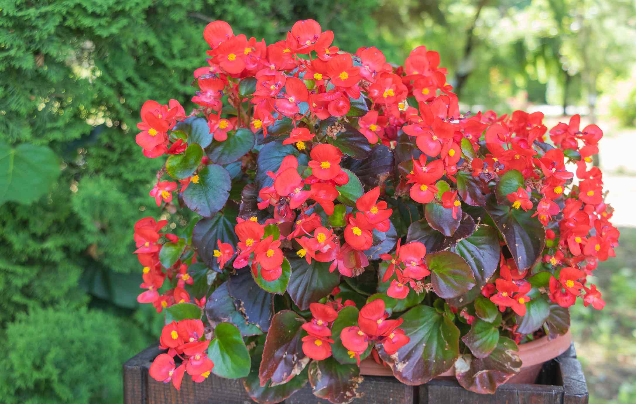Gardening pros explain why your begonias aren’t blooming—and the secret ...