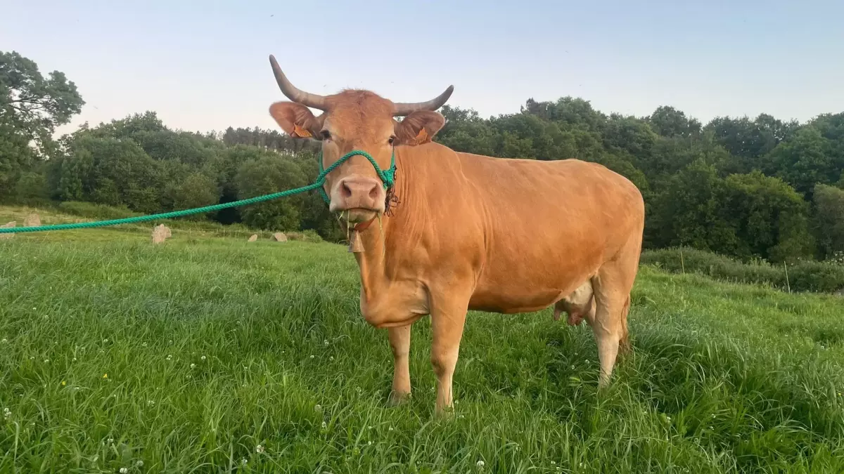 Así es Linda, la vaca más cara de Galicia: un ejemplar vendido por 10. ...