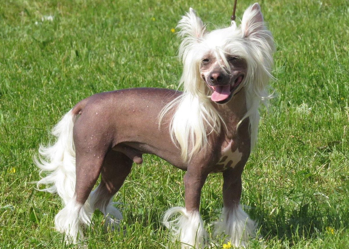 Do you have one of the world's smallest dog breeds? See the 19 tiniest ...