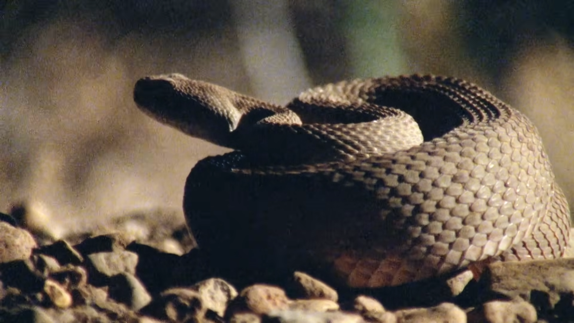 Watch what happens when a rattlesnake hunts using heat and venom together