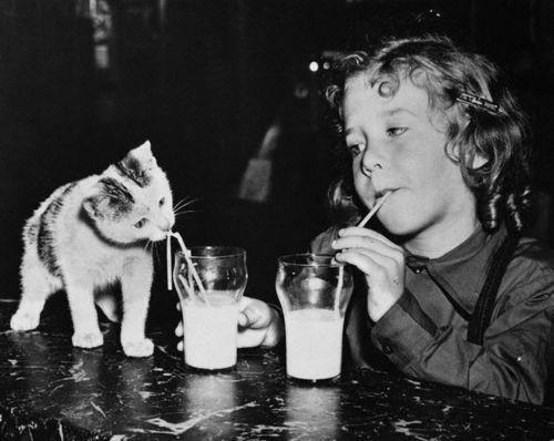 30 charming vintage cat photos that still melt hearts today