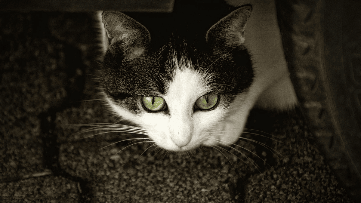 If your cat looks at you like this, it may feel completely safe ...