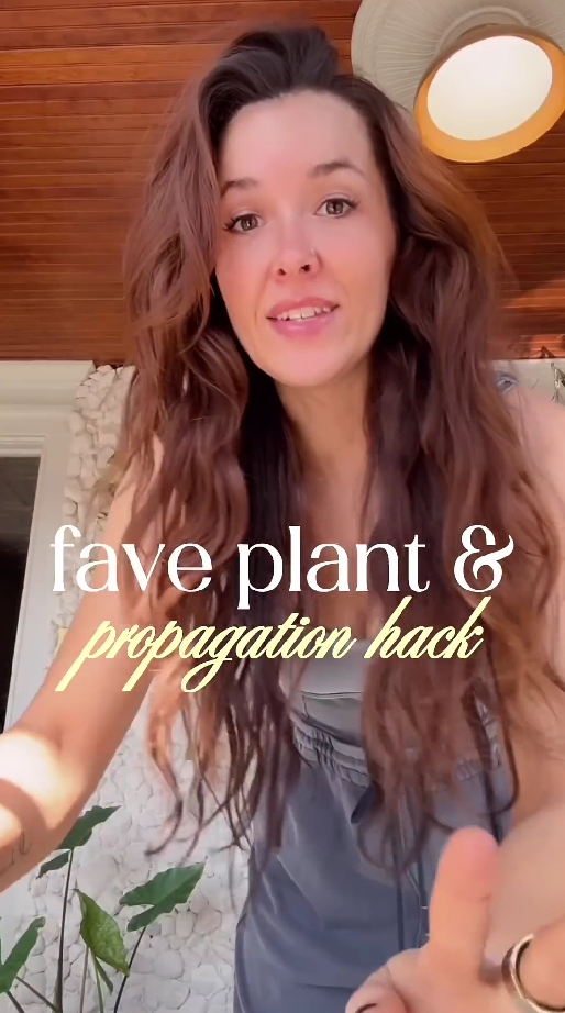 Best plant propagation methods for fast healthy growth