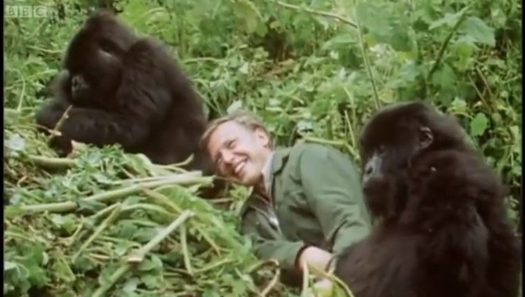 David Attenborough’s 16 best TV moments (you will definitely cry)
