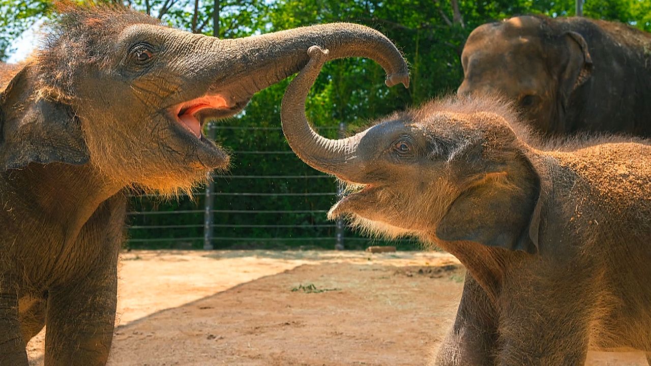Record-breaking elephant calf born at Texas zoo
