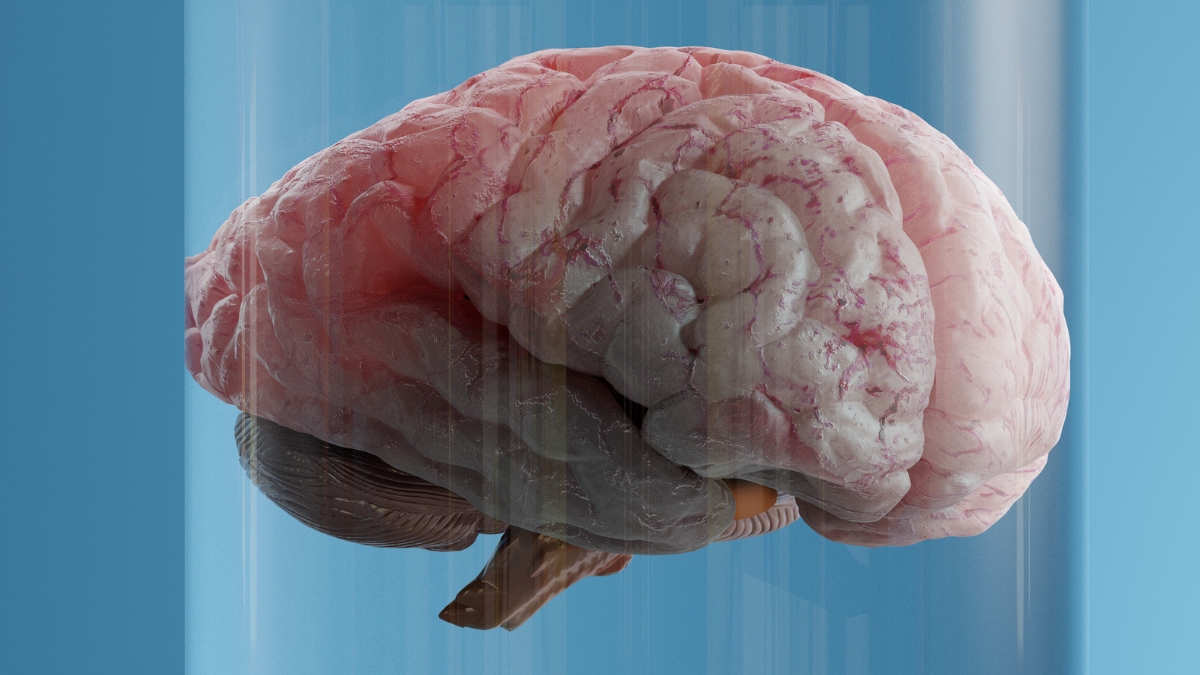 One type of fat may accelerate brain aging, but scientists say there's ...