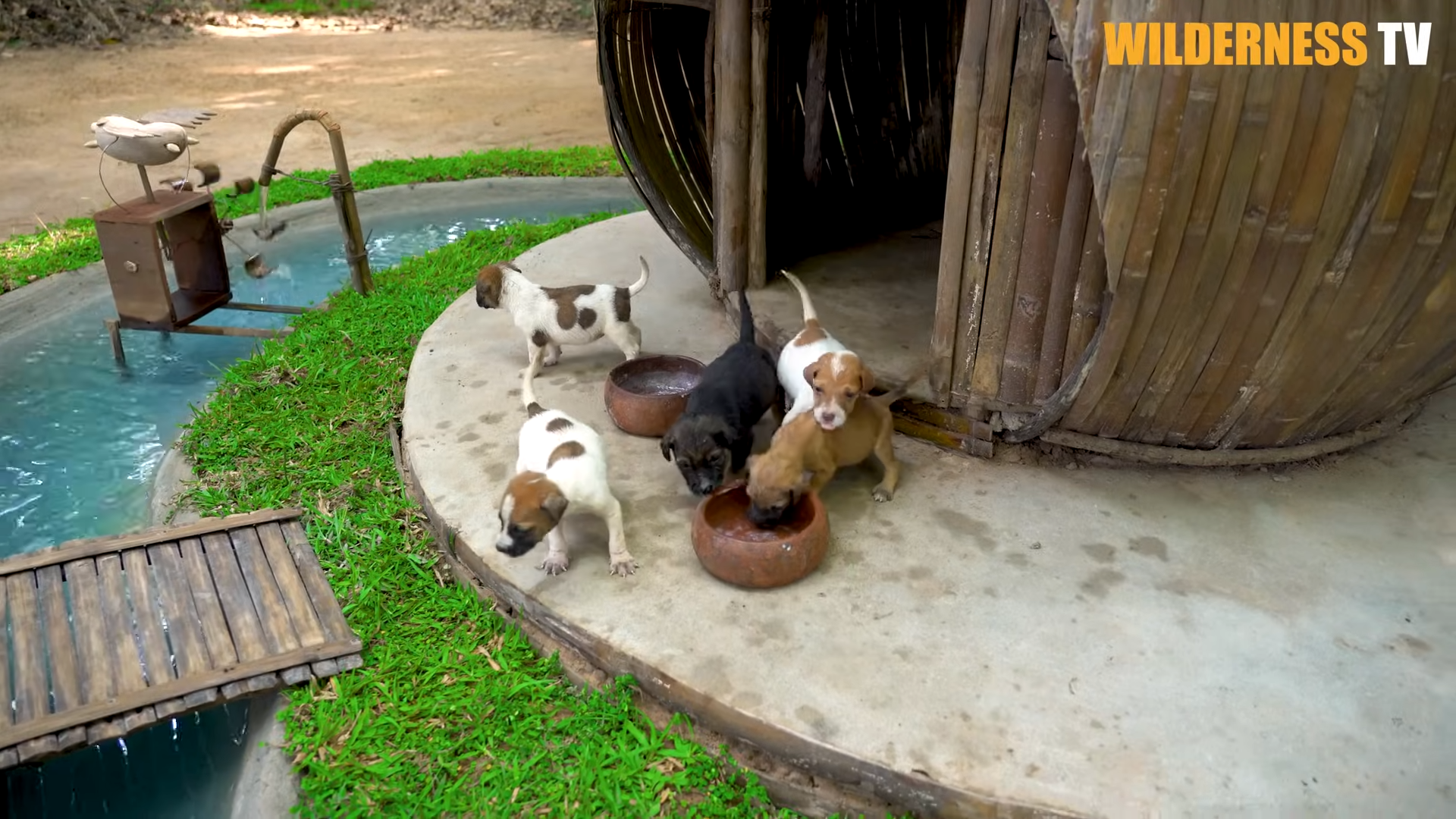 Abandoned puppies finally found a safe bamboo home – their reactions ...