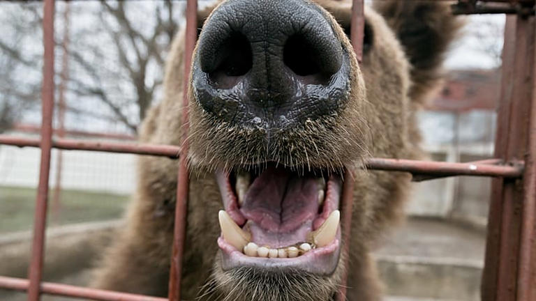 Brown bears rescued from harsh captivity conditions in Armenia