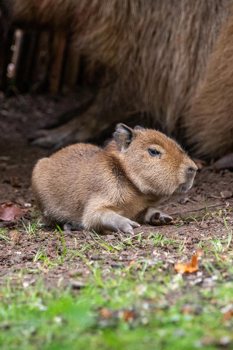 First baby capybara born in Scotland for nearly 20 years
