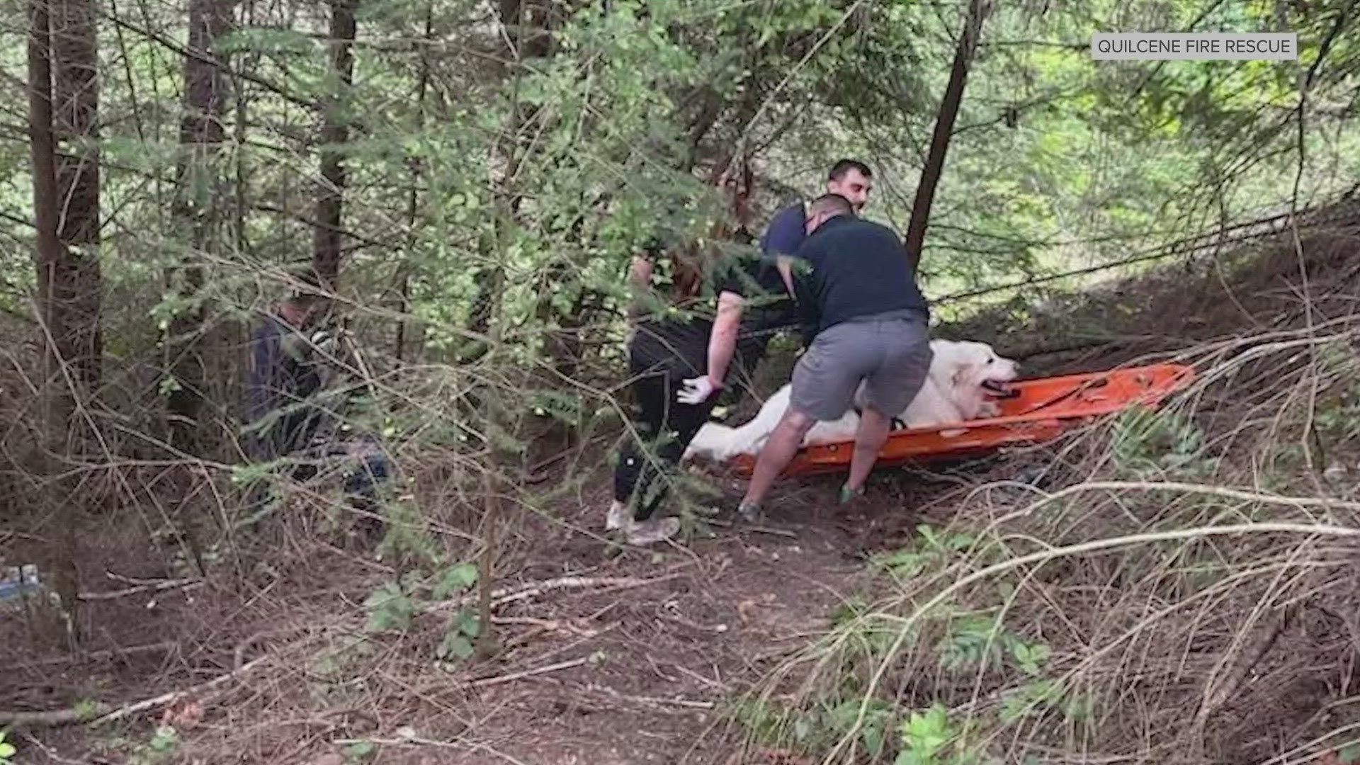 Dog rescued from steep embankment after getting stuck while chasing a ...