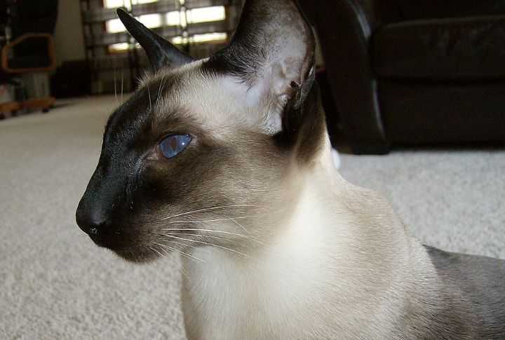 10 Siamese cat variations and what makes each one special