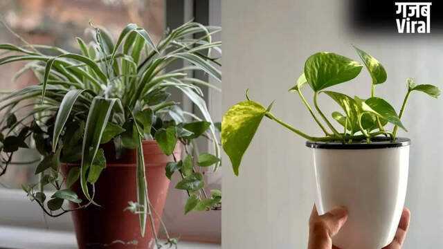 Low-maintenance plants perfect for your home