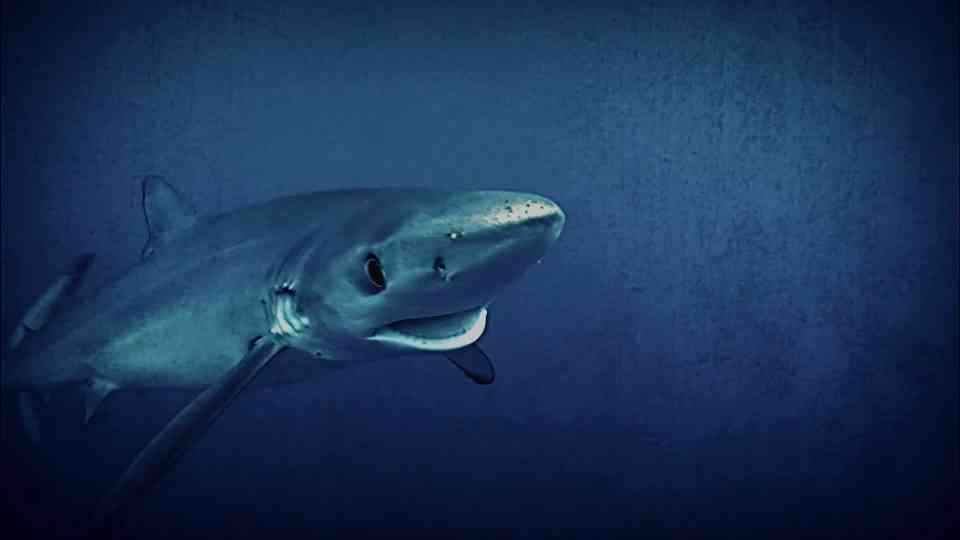 Watch what happens when a tiger shark tests a diver’s nerves at 90 feet