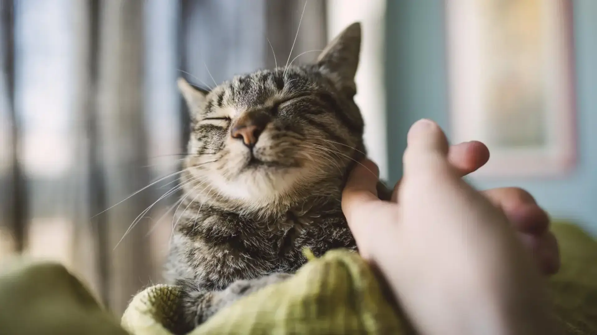 Un «páncreas artificial» logra la remisión de la diabetes en un gato ...