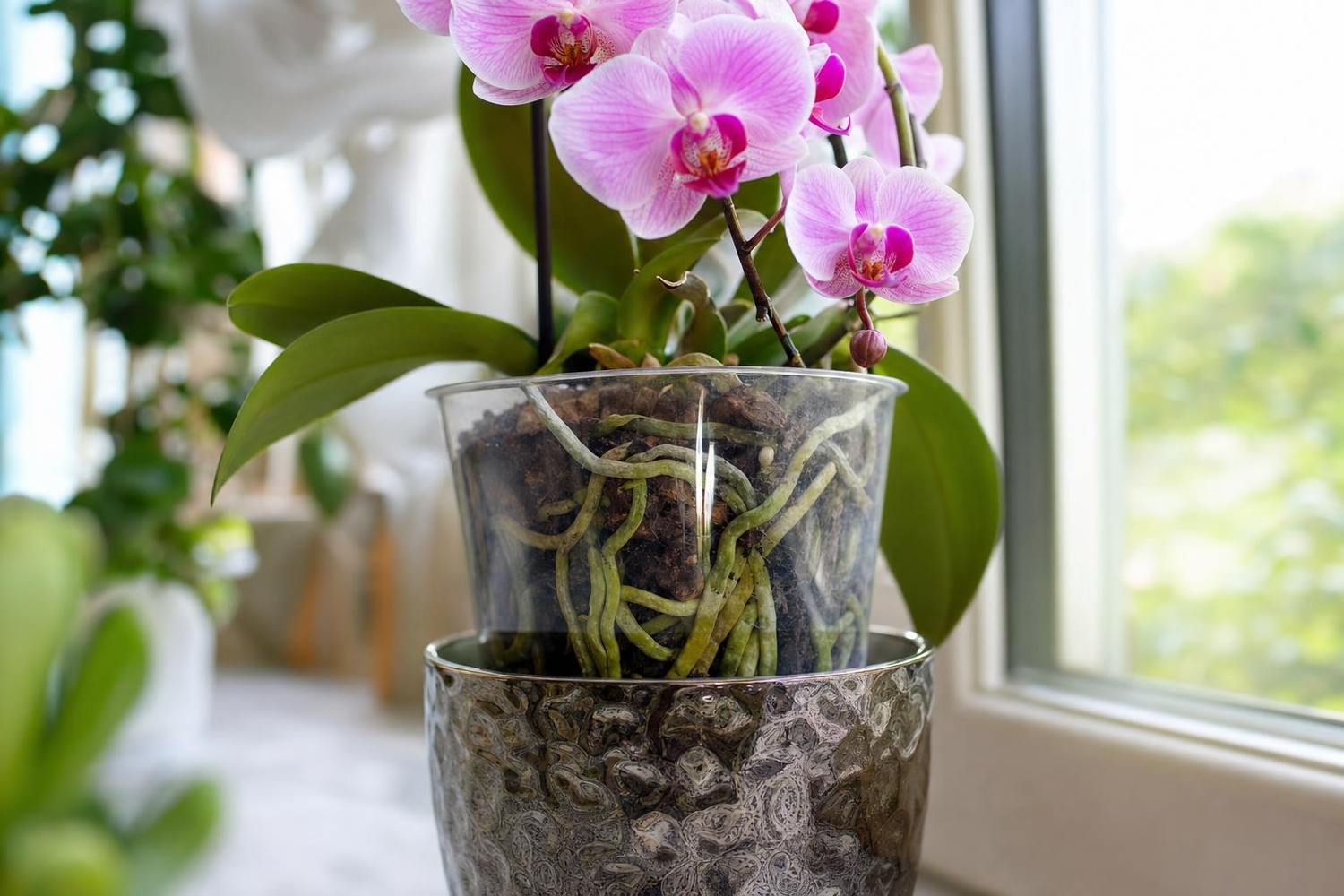 Orchidée phalaenopsis : l’erreur fatale de rempotage qui prive vos ...