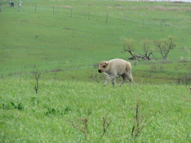 Neal Smith Refuge investigates death of rare white bison calf
