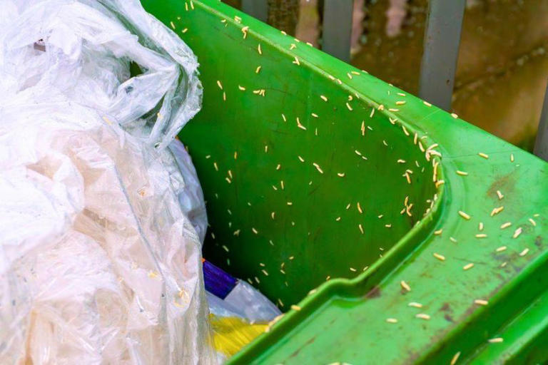 Households urged to put 1 very common item in wheelie bin to stop flies ...