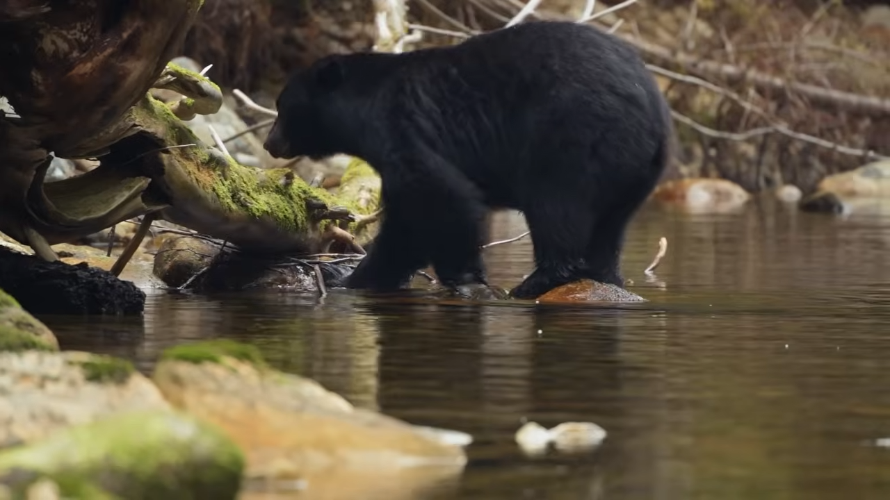 Back away with the baby! Their wild bear encounter in Canada turned intense