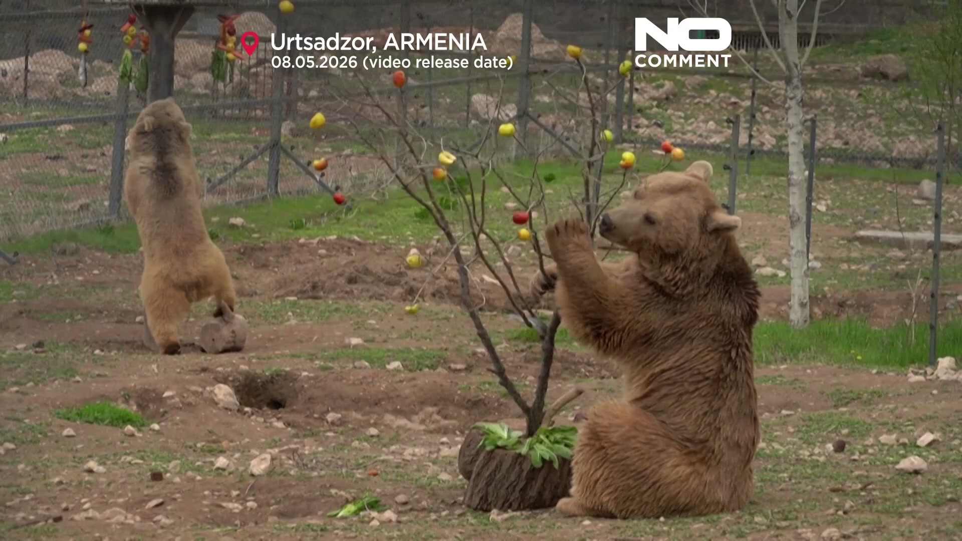 Brown bears rescued from harsh captivity conditions in Armenia