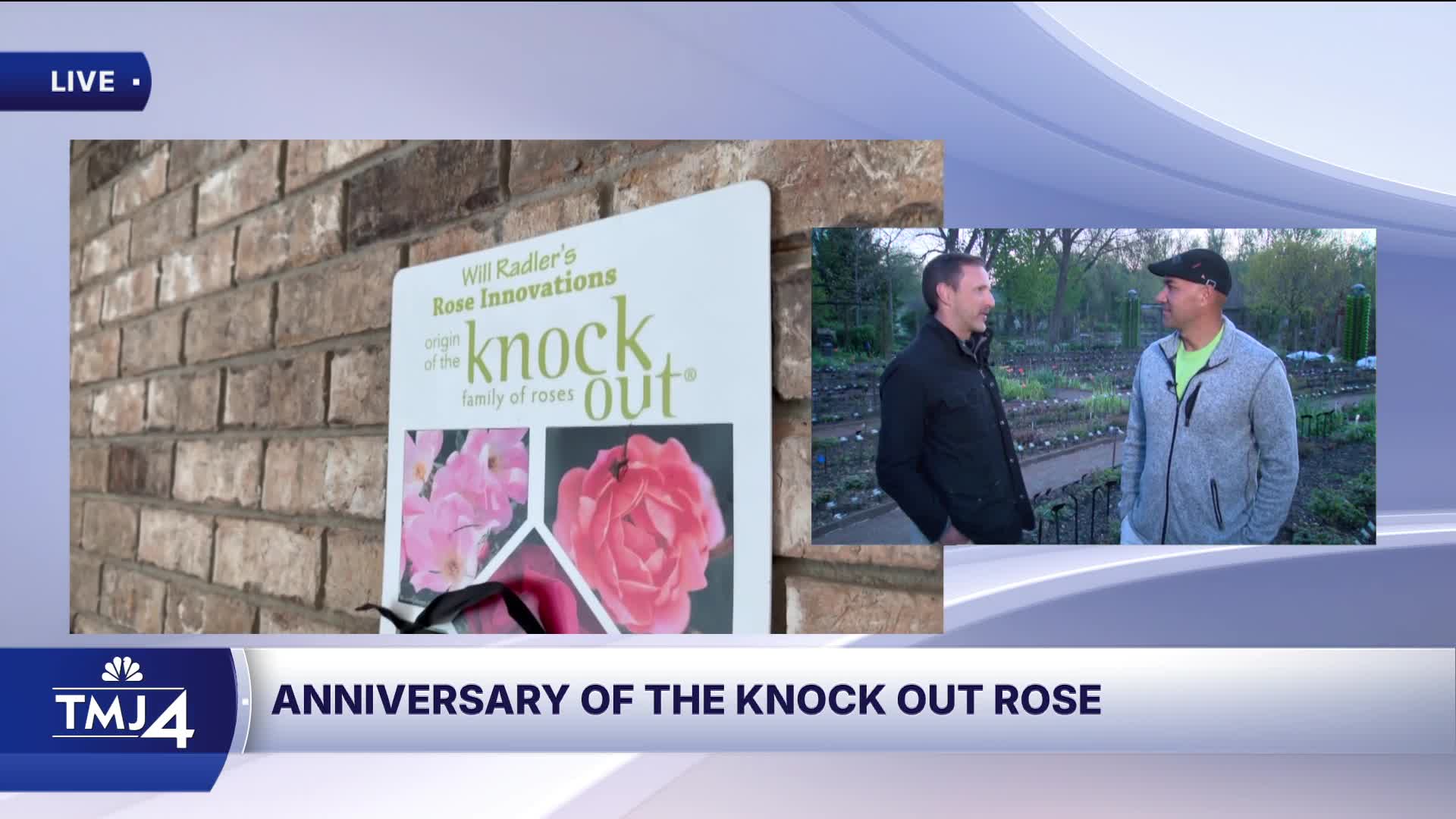 Anniversary of the Knock Out Rose