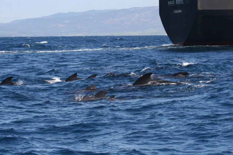 Whales forced to shout louder to be heard over noise pollution from ships