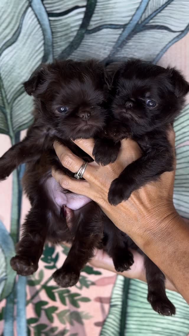 Why these twins are brightening everyone’s day
